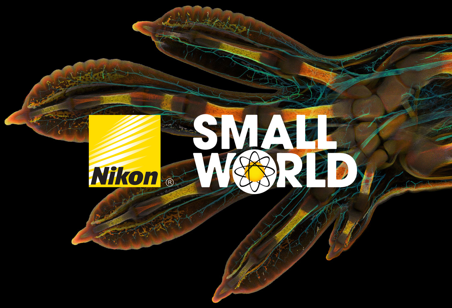 NIKON SMALL WORLD PHOTOMICROGRAPHY COMPETITION | YouthExpat